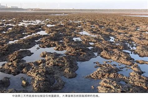 逾百位學者連署 大潭藻礁有救？ 台灣e新聞