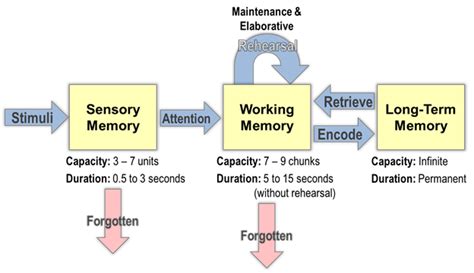 Encoding Process Information Processing Theory