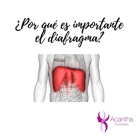 ️ El Diafragma Es El Músculo Que Se Encuentra Situado Justo Debajo De