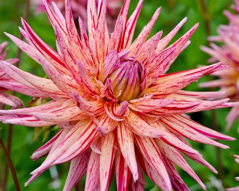 Dahlia Alain Mimoun Tubers — Buy Online At Farmer Gracy Uk