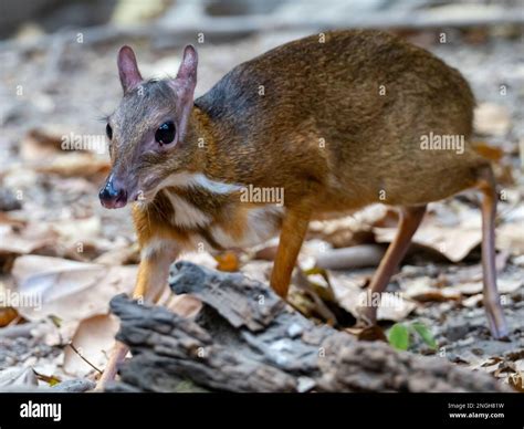 Lesser Oriental Chevrotain Tragulus Kanchil Also Known As Lesser Mouse Deer One Of The