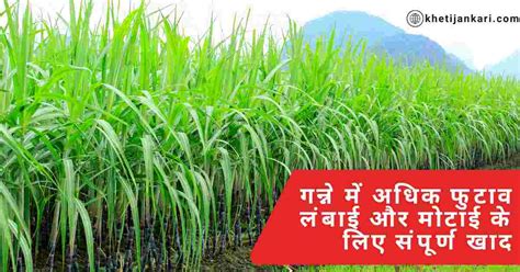 गन्ने में खाद प्रबंधनbest Fertilizer In Sugarcane खेती जानकारी