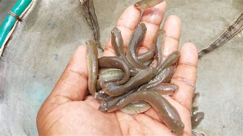 Bangladesh Fish Farming System যোগাযোগ করুন 01794690275 দেশিশিং