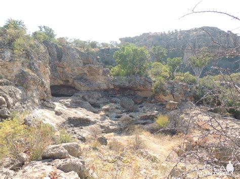 Leopard Bait Namibia