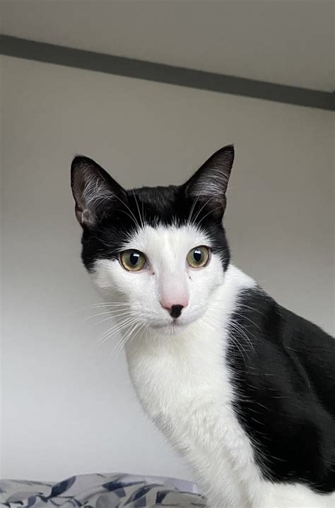 The Führer Enjoys The Rubs R Kitler