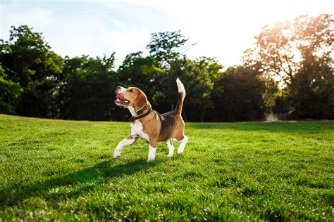 【犬が飼い主に見せる愛情のサイン10選！】気づいていますか？愛情サイン 自宅訪問型出張トリミングサービス Animal Life Care