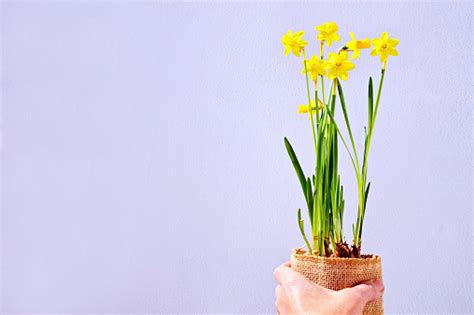 여성의 손은 냄비에 노란색 수선화를 들고 있습니다 흰 돌담 배경 휴일을 위한 선물로 봄 꽃 신선한 심기 꽃 또는 텍스트를 위한