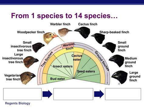 Ppt Darwin And Evolution By Natural Selection Powerpoint Presentation