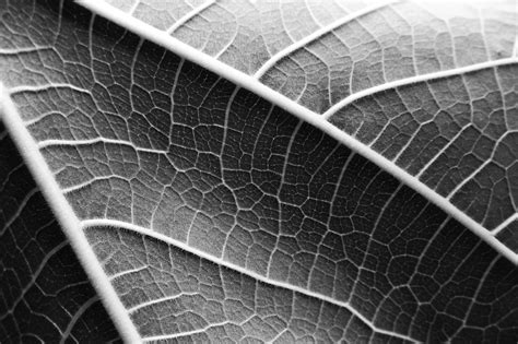 Leaf Veins Nature Free Photo On Pixabay Pixabay
