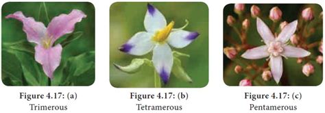 Merosity Flower Botany