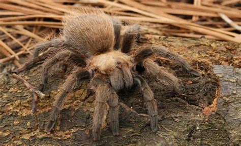 40 Types Of Brown Spiders In Texas Pictures And Identification