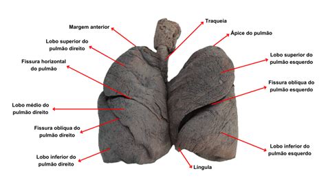 Sistema Respiratório Anatomia Odonto