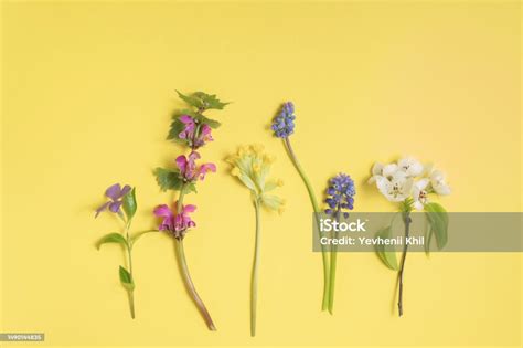 노란 배경에 봄 꽃에서 평평하게 누워 있습니다 위에서보기 공간을 복사하십시오 아름 다운 꽃 무늬입니다 0명에 대한 스톡 사진 및