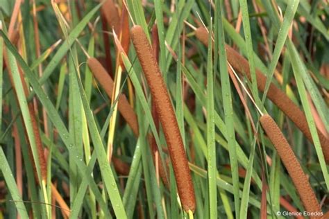 Typha Capensis Alchetron The Free Social Encyclopedia