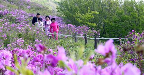 사진 고흥 천등산 철쭉 만개