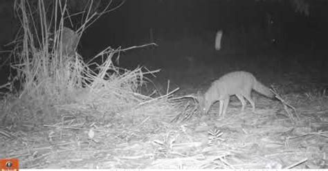 Cachorro 113821 Biofaces Bring Nature Closer