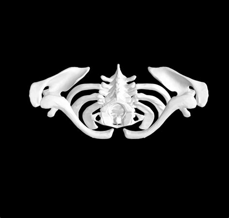 3d File Cervical Spine To Upper Rib Cage Anatomical Model For 3d