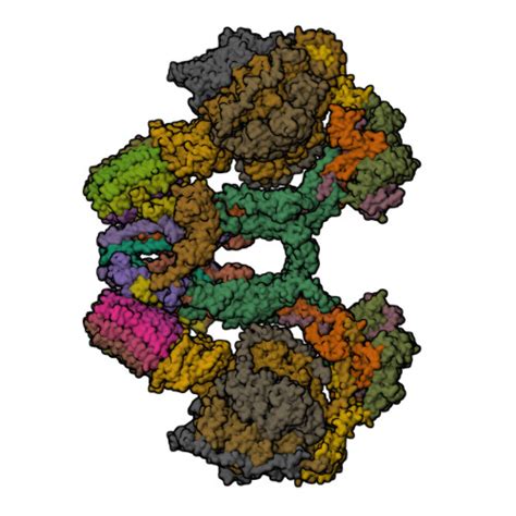 Rcsb Pdb Rd Cryoem Structure Of Polytomella F Atp Synthase Full Dimer Composite Map