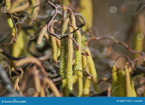 Corkscrew Hazelnut Corylus Avellana Contorta Hazel Catkins Stock