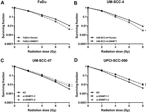 The Sensitivity Of The Cells To Radiation Was Detected By Clonogenic Download Scientific