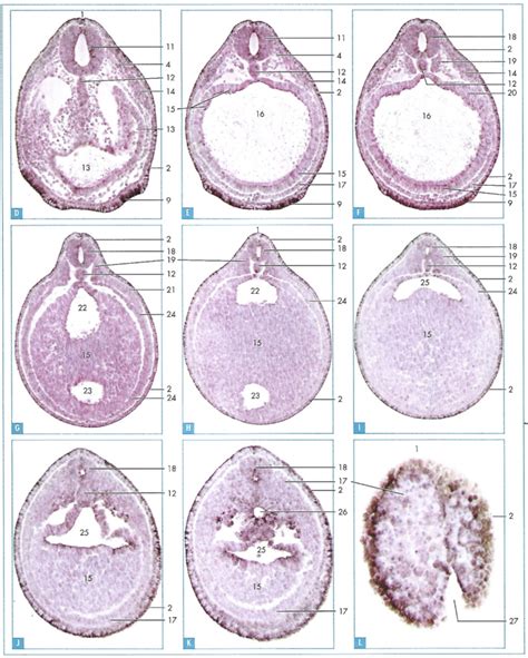 Lab Exam 115 Neurulation 4 Diagram Quizlet