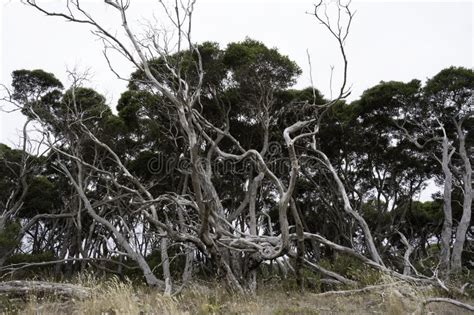 Dead Tree Trunks And Branches Amid Lush Regrowth After Bushfires Stock