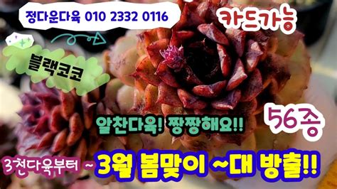 3월봄맞이 예쁜다육 대방출 블랙코코 중사이즈~옐로우맬로우 대박 3천다육부터~다양하게 56종소개 Youtube
