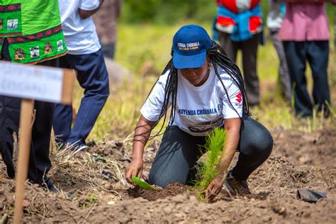 Over 40 Million Trees Planted In Malawi Malawi Institute Of Journalism