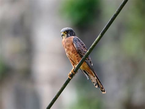 Falco Sparverius Foto Salvaje