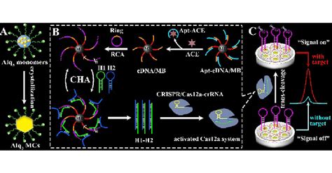 Crispr Cas12a Mediated Aptasensor Based On Tris 8 Hydroxyquinoline Aluminum Microcrystals With
