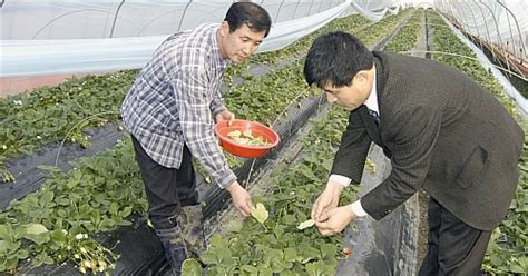굿뜨래 딸기 천적농법으로 승부 110만마리 농가보급