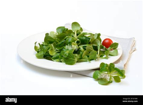 Rapunzel Salad Hi Res Stock Photography And Images Alamy
