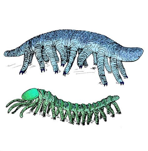 Lobopodia Alchetron The Free Social Encyclopedia