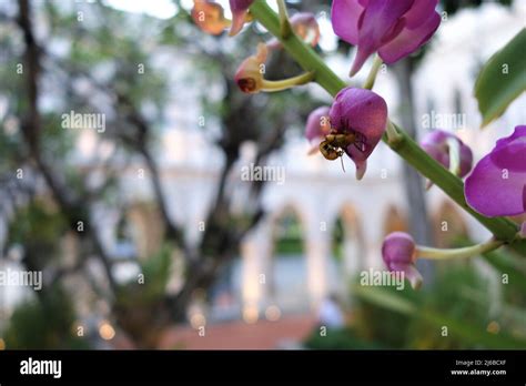 Purple Orchid With Two Yellow Beetles Against A Blurred Background