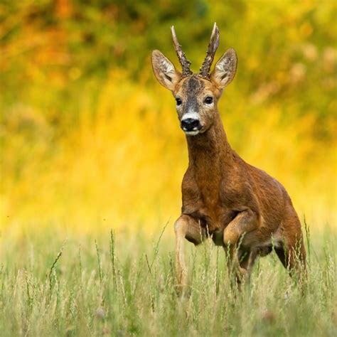 The Lure Of The Roe Buck Basc