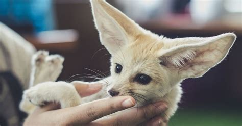 Leaning Your Fennec Fox Enclosure Essential Tips For A Clean And Safe