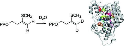 2 型异戊烯二磷酸异构酶逐步机制的证据 Journal of the American Chemical Society X MOL