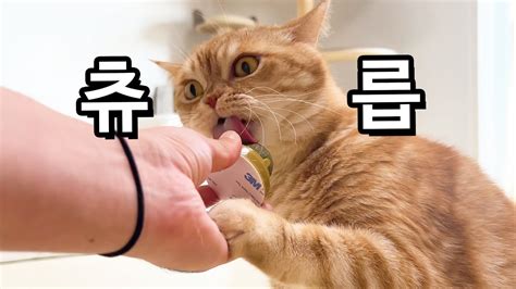 고양이가 캣닢에 미치면 벌어지는 일 Youtube