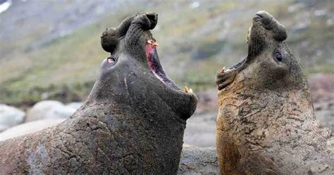 Intersexual Selection In Animals Animalbehaviorcorner
