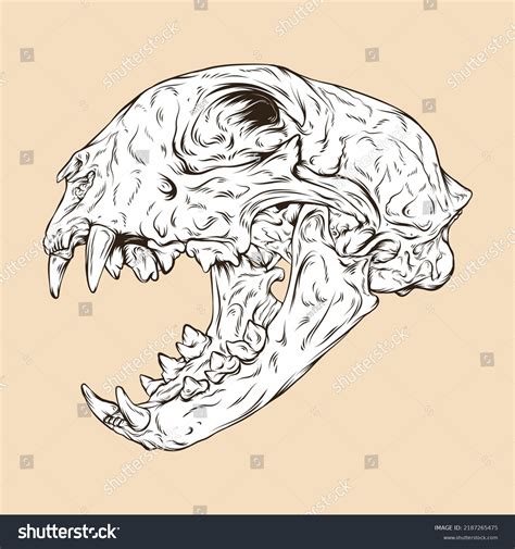 Bobcat Skull Head Vector Illustration Stock Vector Royalty Free 2187265475 Shutterstock