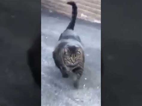 Кот-качок🤣 - YouTube
