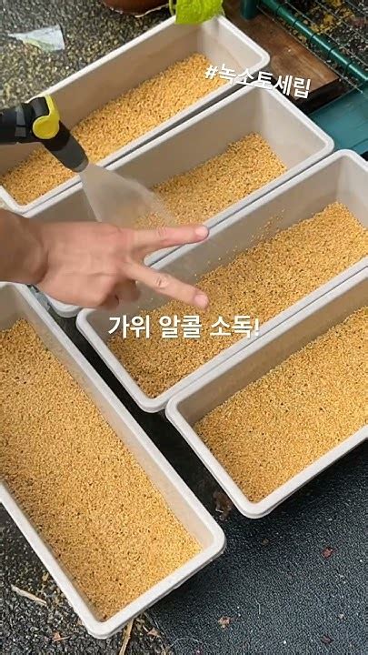 장미삽목 삽목 노란장미키우기 장미정원 Youtube