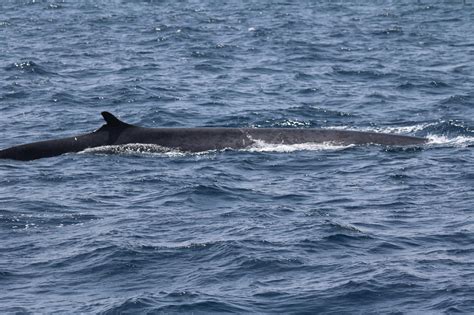 Fin Whale