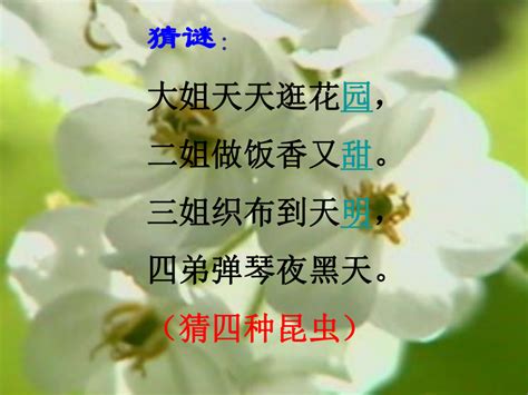 人教版初中语文七年级上册《绿色蝈蝈》