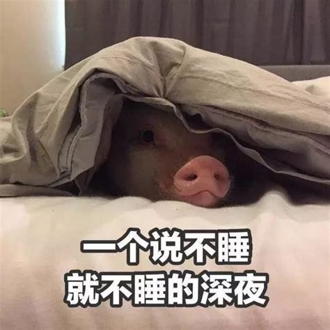 寵物也有春節後遺症你家毛孩子中了嗎 每日頭條