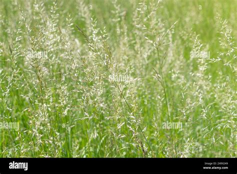 Grass In The Meadow Grass Background Rrhenatherum Elatius False Oat