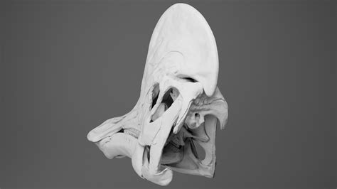 3d Corythosaurus Skull Turbosquid 1980088