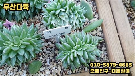 1월 17일 예쁘고 저렴한 금아이들 또 보여드릴게요 다육 다육이금 다육이 다육식물 다육이키우기 금다육 금다육이