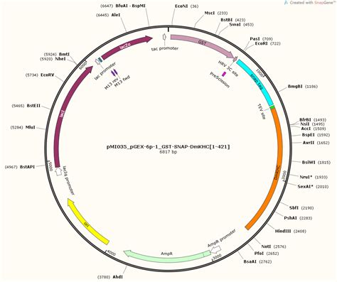 Addgene Pgex 6p 1 Gst Snap Dmkhc[1 421]