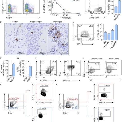 Ifn γ Induces Early Activation Of Microglia And Altered Cerebellar Download Scientific Diagram